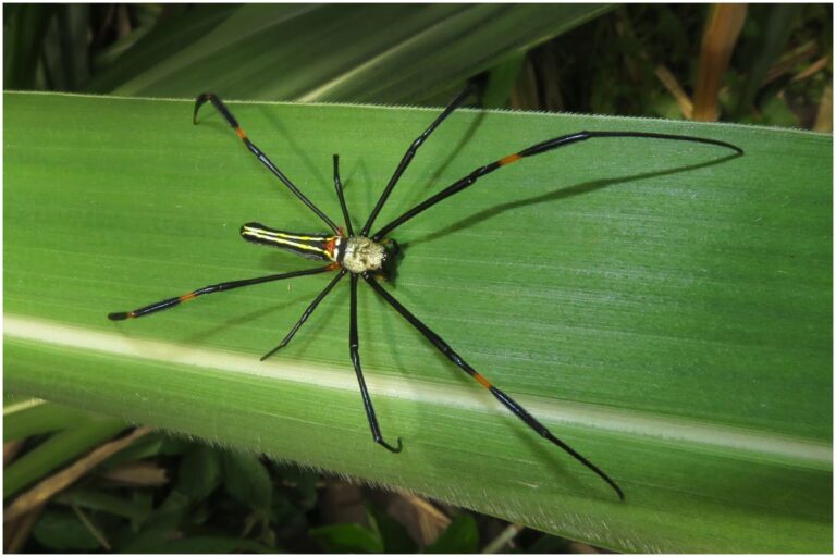 Spiders in Bali: 7 Common Species That Are Completely Harmless’