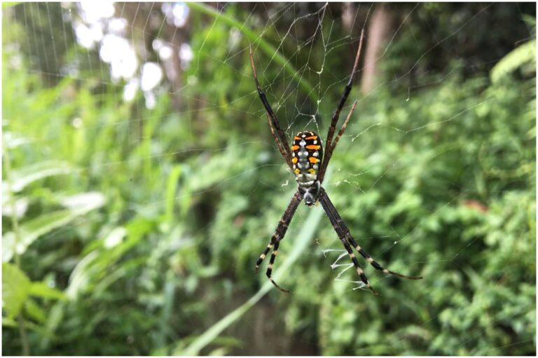 Spiders in Bali: 7 Common Species That Are Completely Harmless’