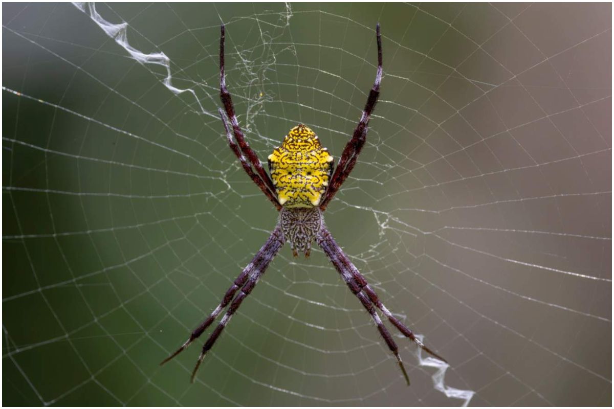 Spiders in Bali: 7 Common Species That Are Completely Harmless’