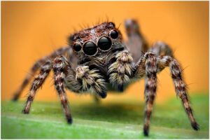 Spiders in Bali: 7 Common Species That Are Completely Harmless’