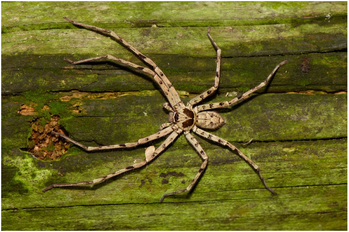 Spiders in Bali: 7 Common Species That Are Completely Harmless’