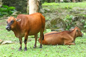 All Animals in Bali You Should Know: The Local Guide