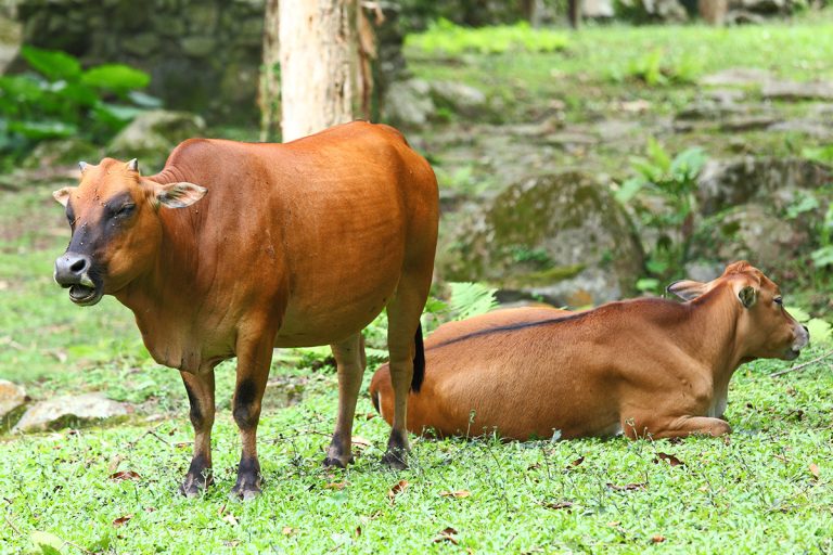 All Animals in Bali You Should Know: The Local Guide