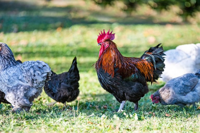 All Animals in Bali You Should Know: The Local Guide