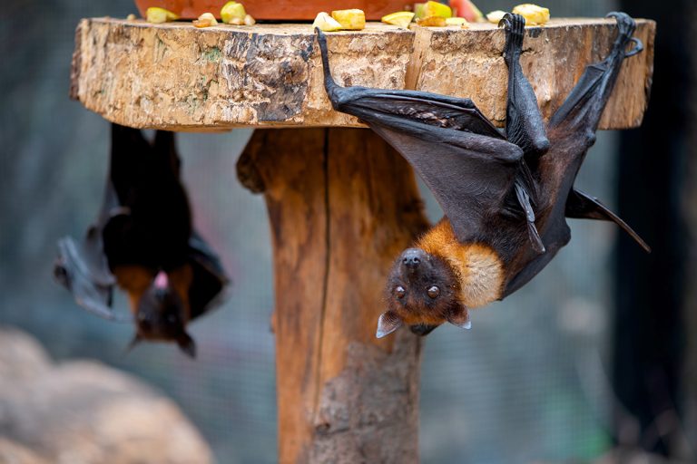 All Animals in Bali You Should Know: The Local Guide