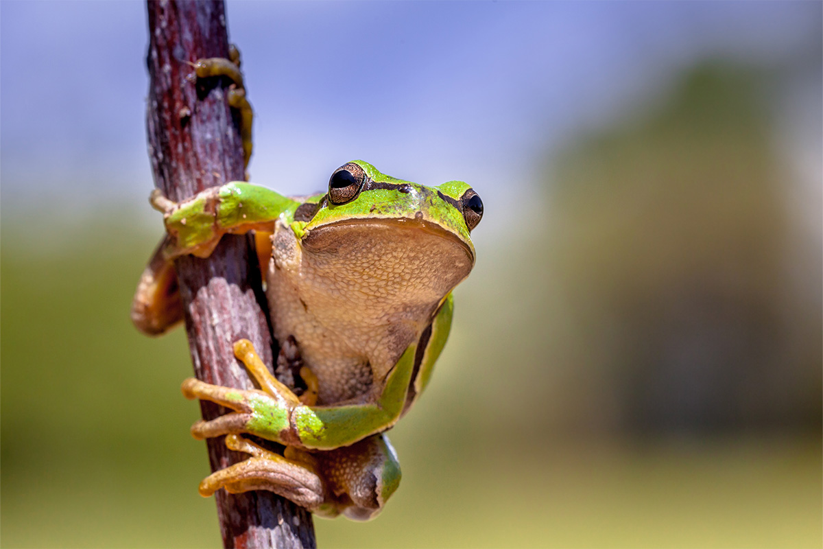 All Animals in Bali You Should Know: The Local Guide