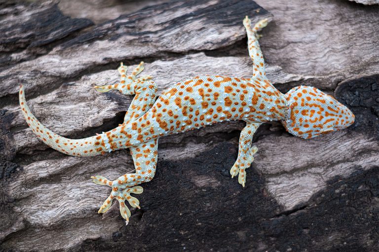 All Animals in Bali You Should Know: The Local Guide