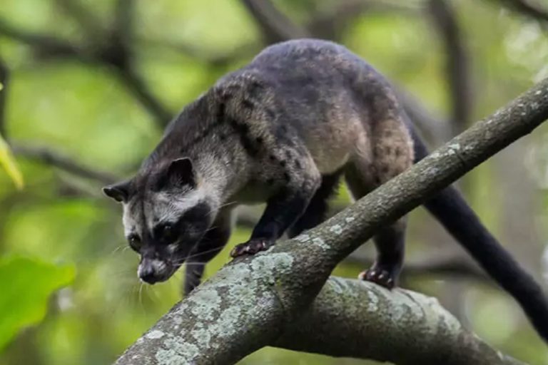 All Animals in Bali You Should Know: The Local Guide