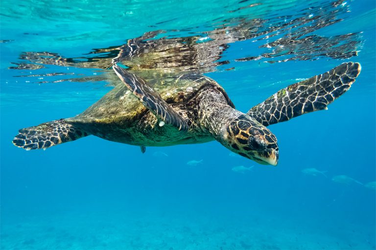 All Animals in Bali You Should Know: The Local Guide